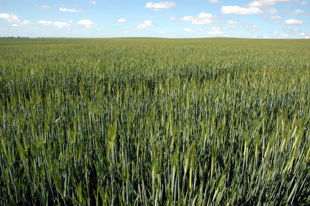Gaps Closing Between Feed And Malting Barley